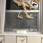 Dramatic Play Center: Dinosaur Museum - Teach Pre-K